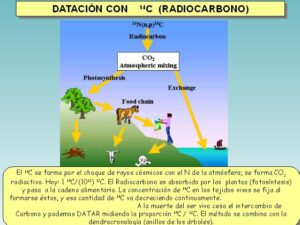 Locos por la Geología » La datación absoluta. Carbono 14